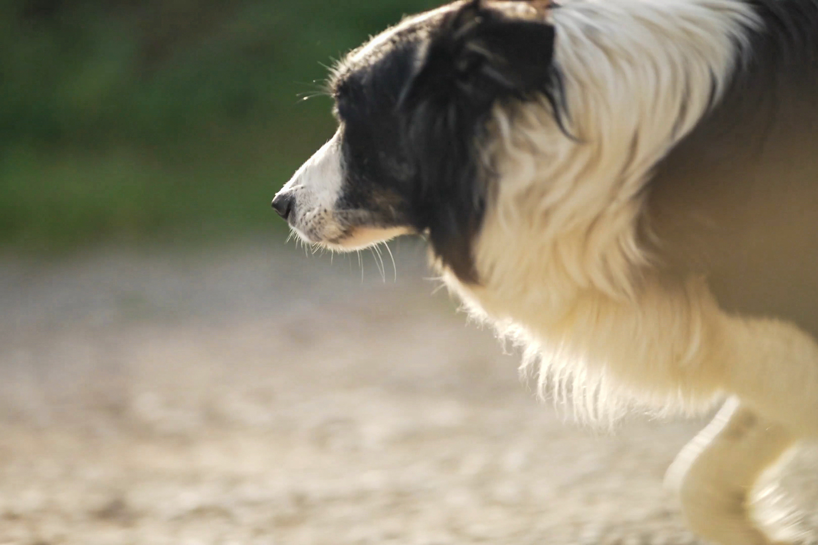 Faces of Devon - Sarah - Panoptic Motion
